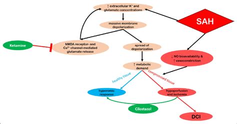 Spreading Depolarizations After Subarachnoid Hemorrhage And Potential Download Scientific