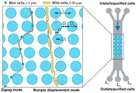 Deterministic Lateral Displacement Microfluidic Chip For Minicell Purification