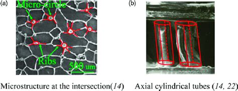 Microstructure Of The Beetle Forewings A Microstructure At The Download Scientific Diagram