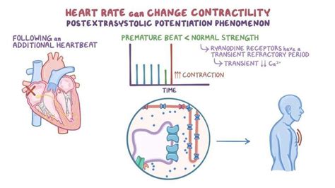 Cardiac Contractility Video Causes And Meaning Osmosis