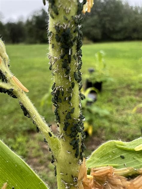 Bugs On Corn Crop Rbugidentification