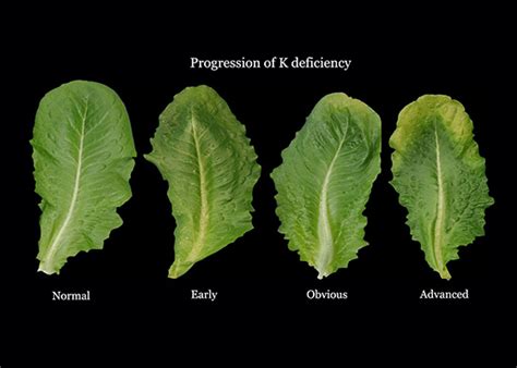 Guide To Potassium Deficiency In Leafy Vegetables Powerag