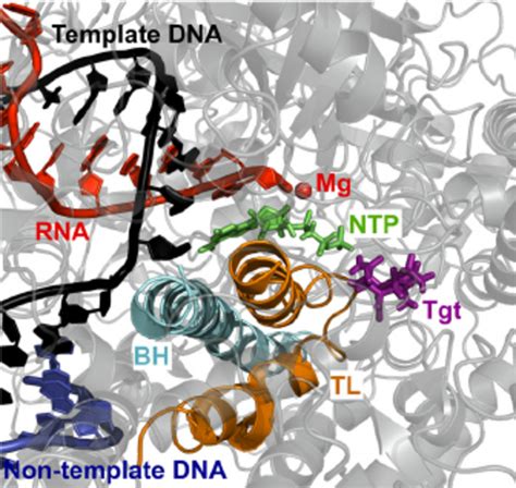 Tgt Interacts With The Tl In The Tth Ec Model Rna Red Scheme Download Scientific Diagram