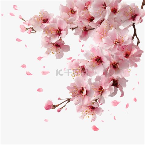 樱花飘落枝头元素素材图片免费下载 千库网