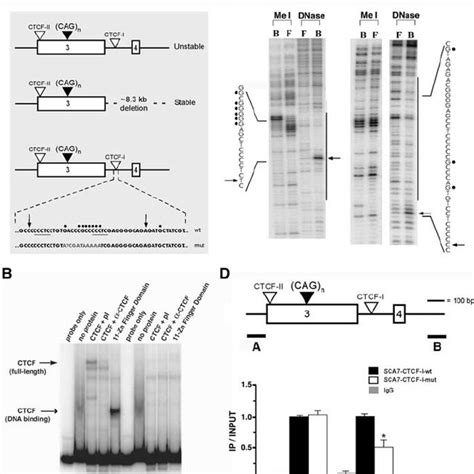 Repeat Sizes Of Cortex Dna Cag Tract Length Small Pool Pcr Download Table