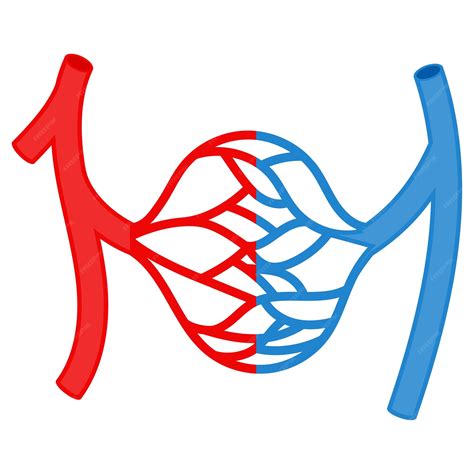 Premium Vector Nerve System Veins Concept Axons Vector Design Organ
