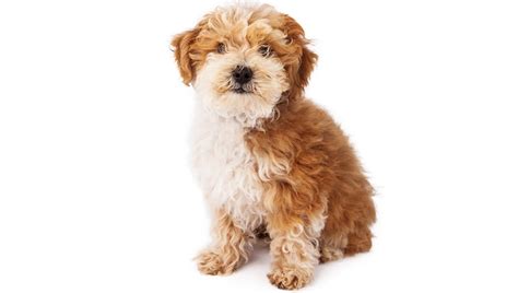 Havapoo Dog Breed Information And Characteristics
