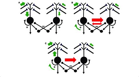 activation and learning dynamics on the dendritic spines of cells in