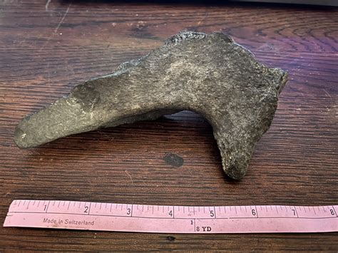 Id On Fossilized Bone From An Estate Sale In East Texas I Suspect Its Part Of A Scapula