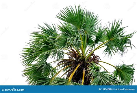 Green Borassus Palm Leaf Mature Leaves Of Suitable Size A Thorn On