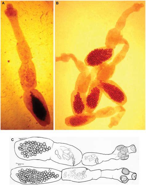 Echinococcus Multilocularis Morphology