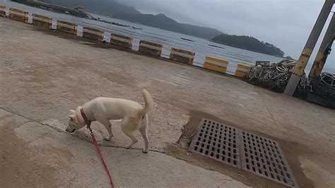 진돗개 동이랑 산책l혼자 온 마을을 뛰어다니다 처음해보는 리드줄에 적응하는 중이다 Youtube