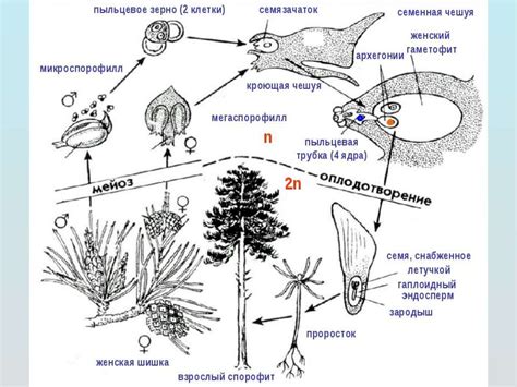 Жизненные циклы растений презентация онлайн