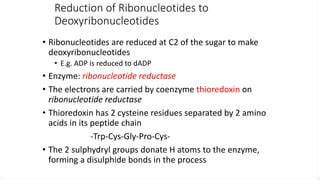 Nucleotide Metabolism Pdf Bcjdbsvkjsvbshb Vh Pdf