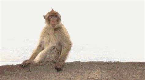 Fake News Real Monkey Album On Imgur