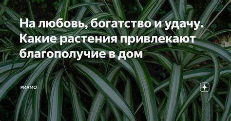 На любовь богатство и удачу Какие растения привлекают благополучие в дом РИАМО Дзен