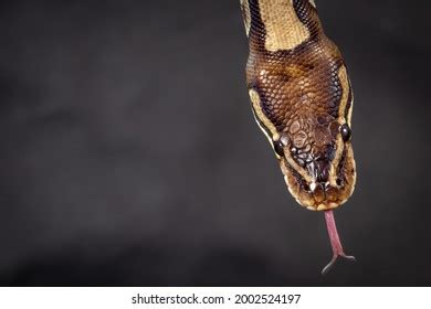 Python Eye Images Stock Photos Vectors Shutterstock