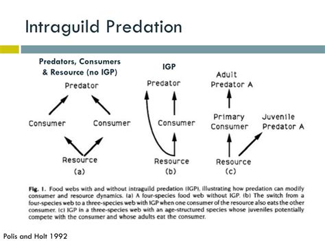 Ppt Gary A Polis Intraguild Predation Powerpoint Presentation Free