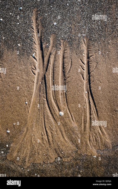Tree Shaped Patterns In Sand Made By The Retreating Tide Stock Photo Alamy