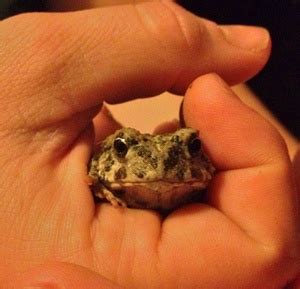 Frogs Davis Localwiki