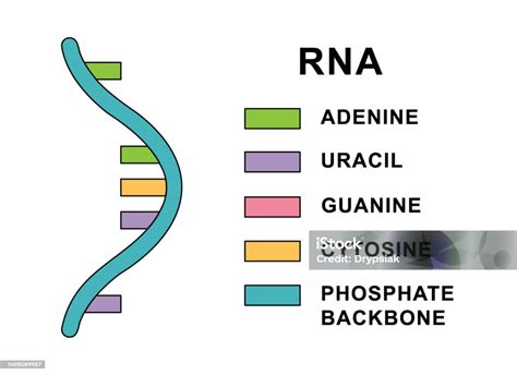 Struktur Molekul Asam Ribonukleat Spiral Molekul Rna Dengan Deskripsi Struktur Nukleobasis
