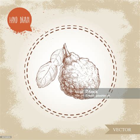 손으로 그린된 스케치 스타일 Bergamot 과일 잎 카피 르 라임 벡터 일러스트 레이 션 유기 음식입니다 빈티지 배경에 감귤 류 감귤류 과일에 대한 스톡 벡터 아트 및