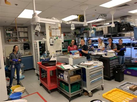 Introduction To The Course Turtle Ally Certification Program