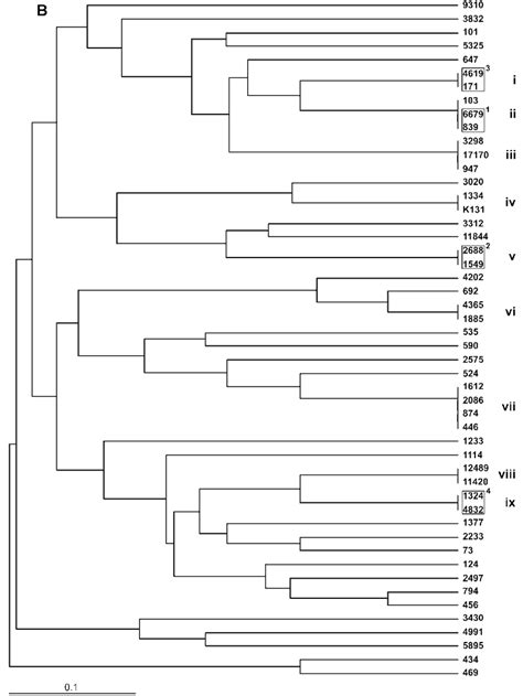 Dendrogram Generated For The 50 M Tuberculosis Isolates Based On