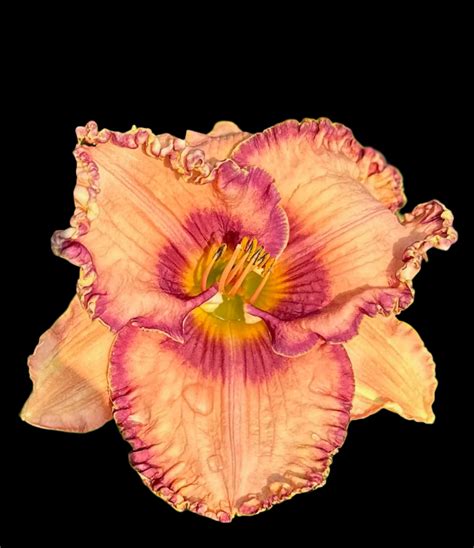 Hybrid Daylily Location G 65 Souls N Bloom