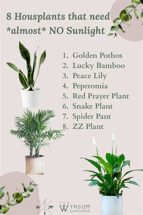Of The Best Indoor Plants That Don T Need Sunlight Artofit