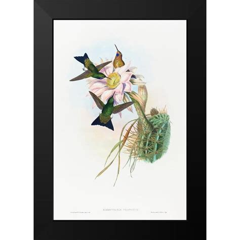 Gould John 13x18 Black Modern Framed Museum Art Print Titled