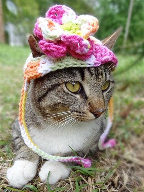Милые шапочки для любимого кота - Фото - Goodnewsanimal.ru