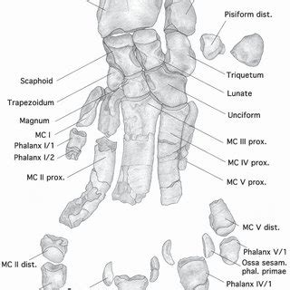 Reconstructed Right Foot Of Brontotheriidae Indet From Toru Ajgyr