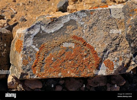 Rust Coloured Lichen On A Rock Fuerteventura Canary Islands Taken