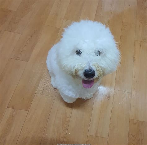 비숑프리제8개월 유기견 무료분양 And 강아지 고양이 입양 사이트 유기견보호센터