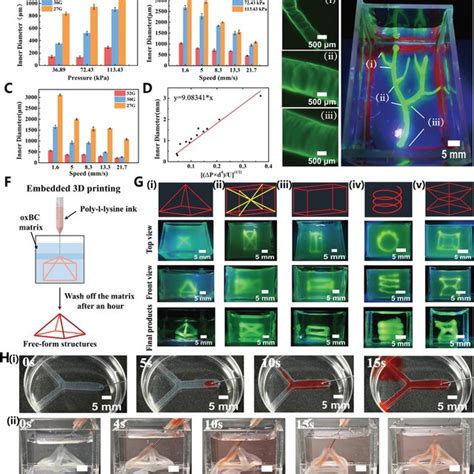 The Bifunctionality Of Fabricated Vascular Tissue Constructs A