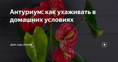 Антуриум как ухаживать в домашних условиях ДОМ САД ОГОРОД Дзен