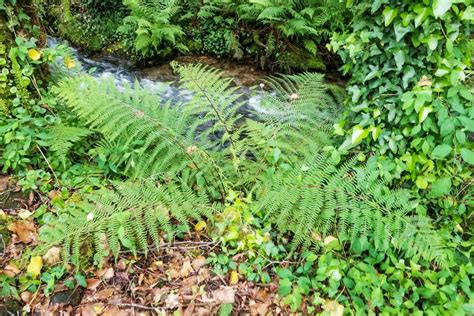 Trees That Start With L Varieties Characteristics Care