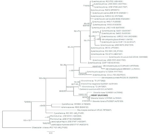 maximum likelihood tree based on partial 16s rrna sequences the