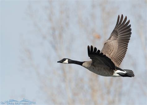 Canada Goose On The Wing Over A Pond Mia Mcphersons On The Wing