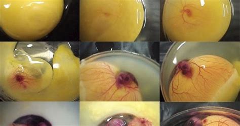 Bioquímica Diagnóstica Bqd Yai Huevos Embrionados