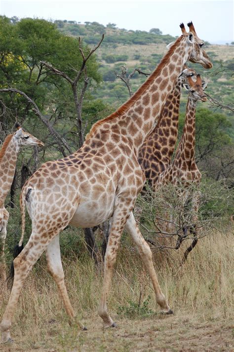 The Land Of The Lion King Giraffes