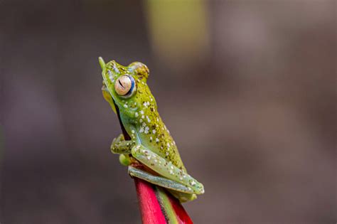 붉은 거미줄 나무 개구리 Hypsiboas Rufitelus 가족 Hylidae에서 개구리의 종이며 코스타리카의 숲에서 발견 0명에 대한 스톡 사진 및 기타 이미지 Istock
