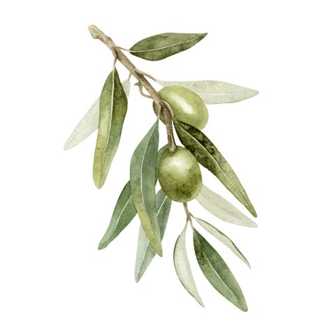 Olivo Png Para Descargar Gratis