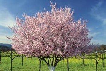 Fruit Trees Home Gardening Apple Cherry Pear Plum Non Fruit Bearing Trees Examples