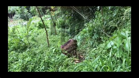 വീട്ടുമുറ്റത്ത് കാട്ടുപന്നി പാലക്കാട് മണ്ണാർക്കാടാണ് സംഭവം Youtube