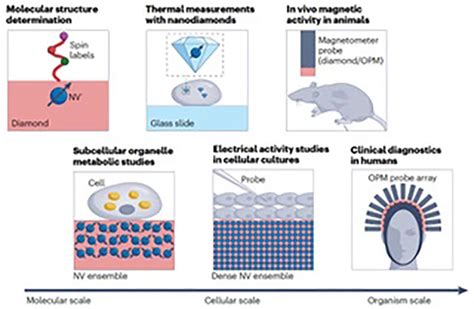 Exploring Quantum Sensing What Is Quantum Control