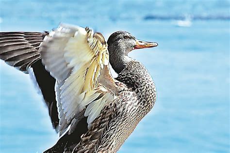 Кога започват да снасят патиците Български Фермер