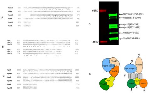 Analysis Of Hops Corvet Complex Assembly Domains A Sequence Alignment Download Scientific