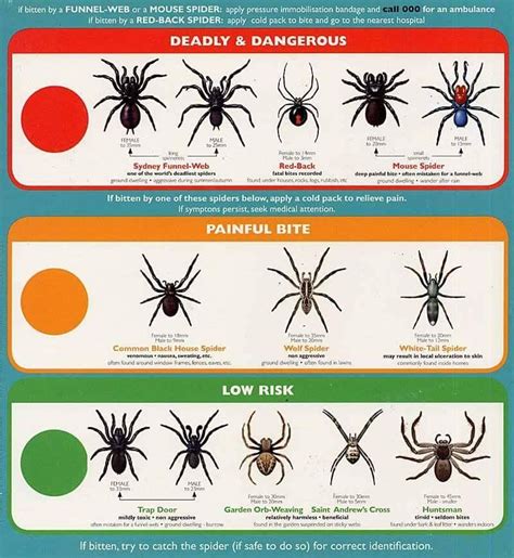 Spider Identification Chart Virginia Educational Chart Resources
